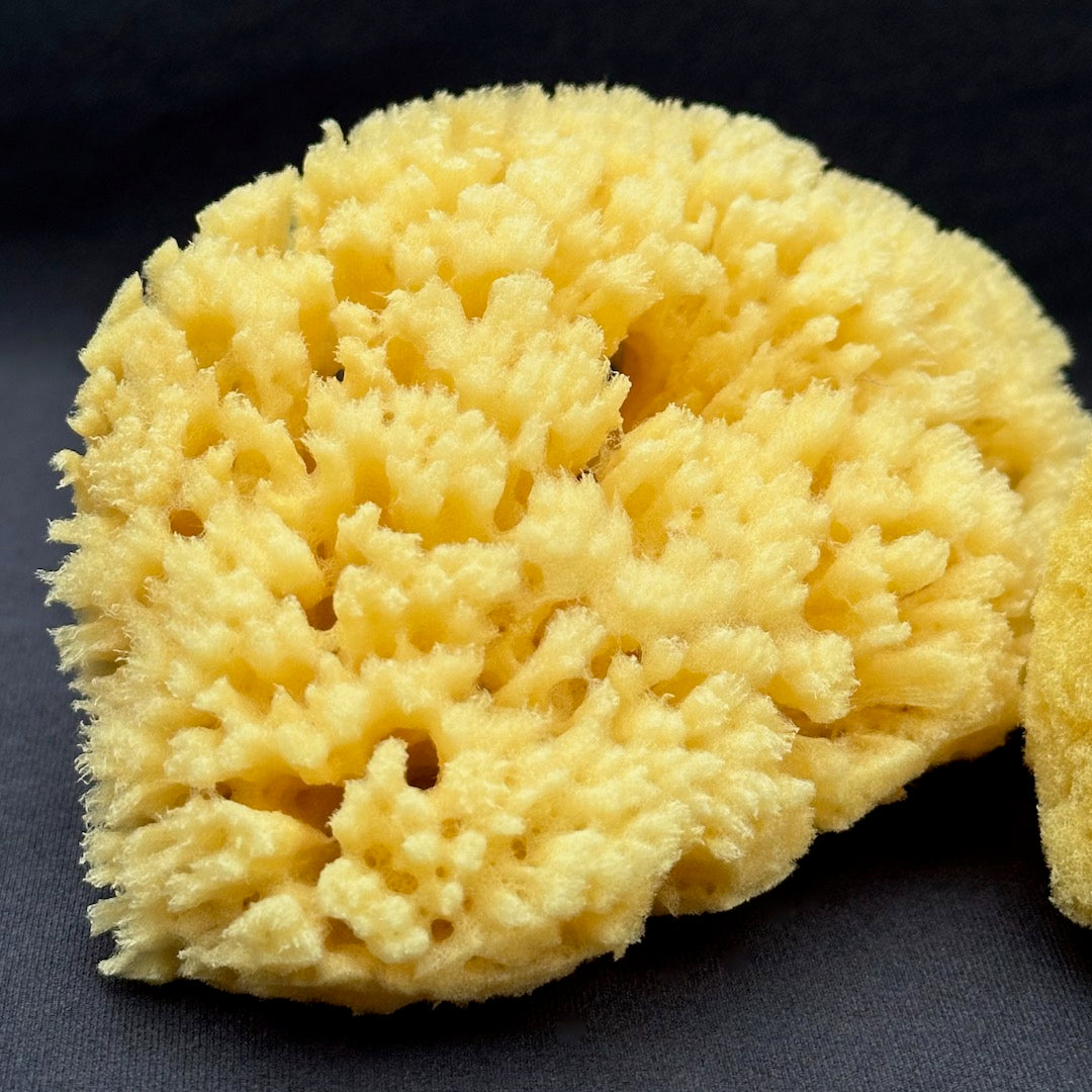 Natural Sea Sponge - Luxury Bath Accessory – Birdmoss