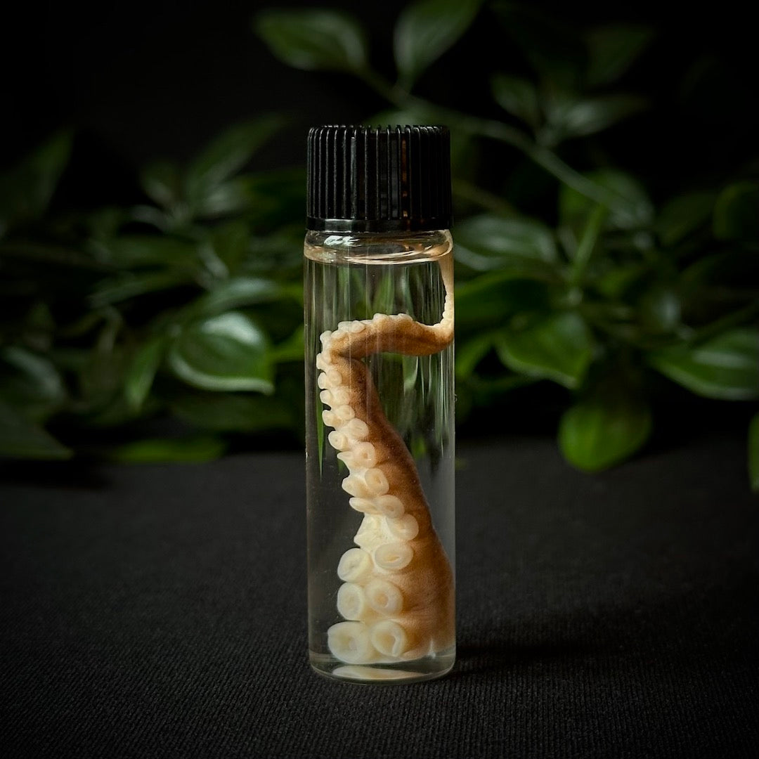 Octopus Oddity - Preserved Tentacle Specimen – Birdmoss