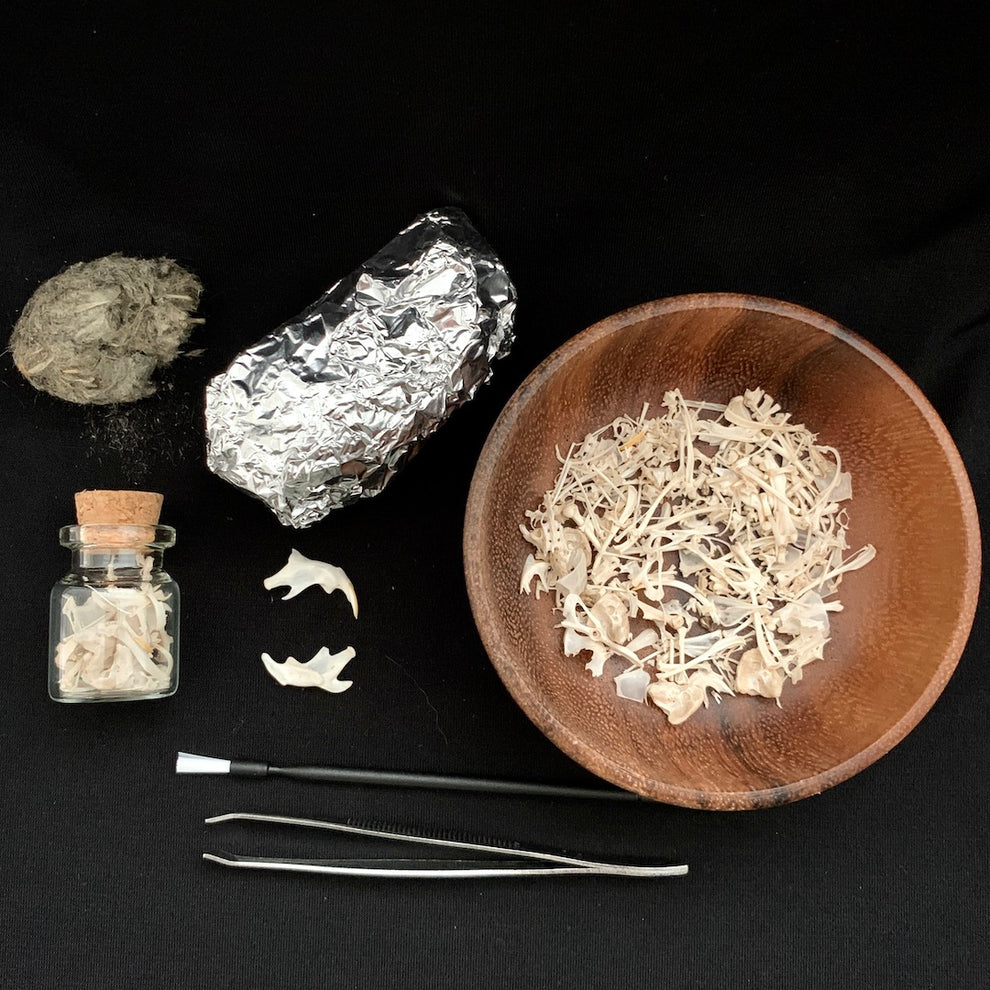 Owl Pellet Dissection Kit – Birdmoss